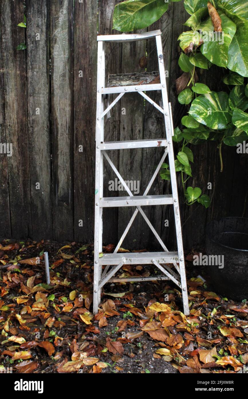 An old rusty ladder leaning on a fence next to a vine of epipremnum ...