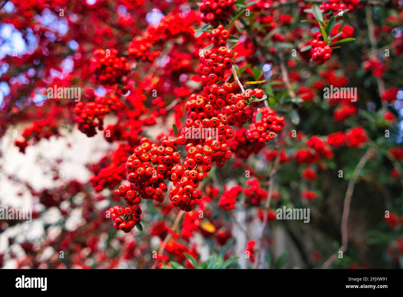 Pyracantha koidzumii (Hayata) Rehder. it is native range in Taiwan ...