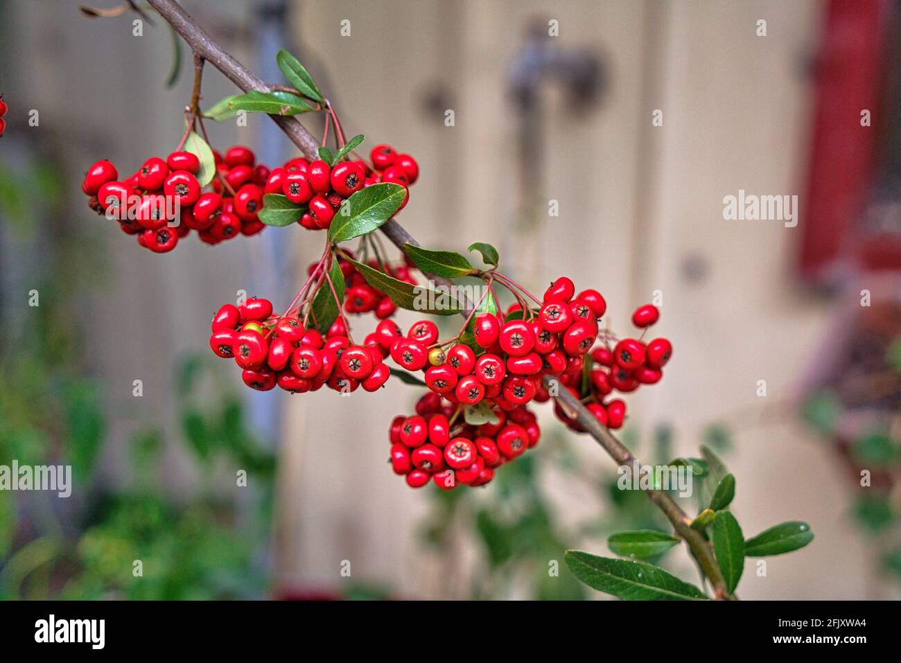 Pyracantha koidzumii (Hayata) Rehder. it is native range in Taiwan ...