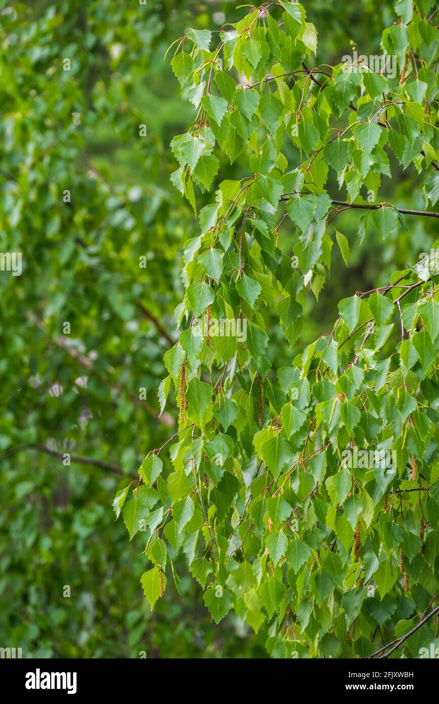 Birch Tree Branches Drooping