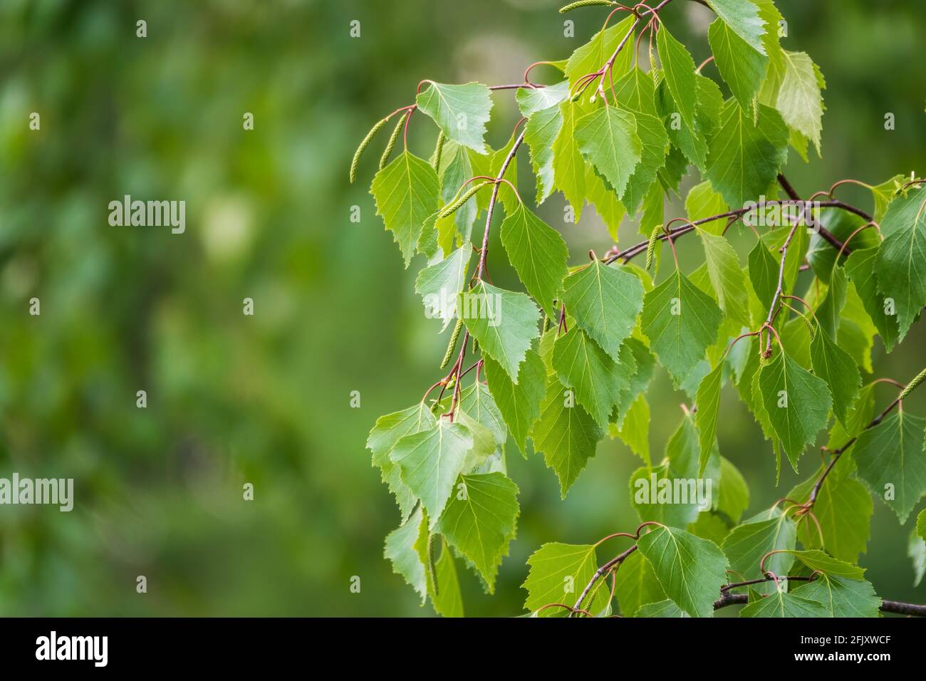 Birch branches with fresh green leaves and seeds. The branch of a birch ...