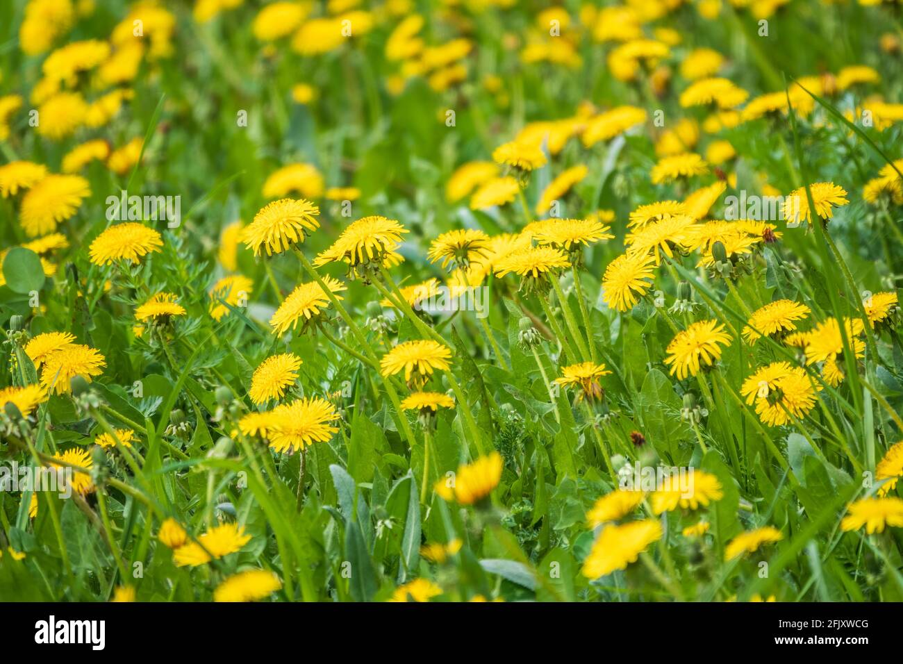 Field of yellow dandelions. Summer field of dandelions. Taraxacum ...