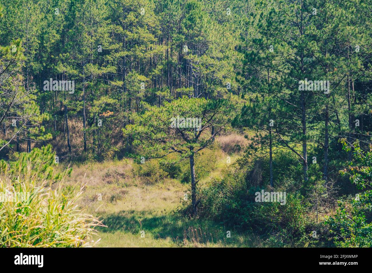Panorama Bird's eye view of treetop. Evergreen coniferous pine tree ...