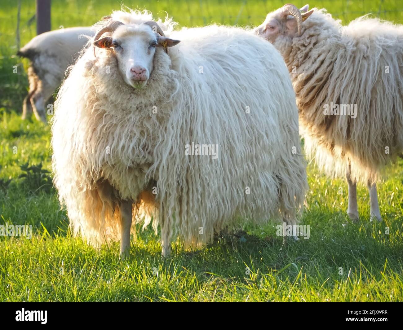 Isolated white aries sheep with horns and long wool Stock Photo - Alamy