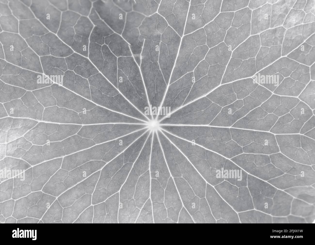 Hydrocotyle asiatica hi-res stock photography and images - Alamy