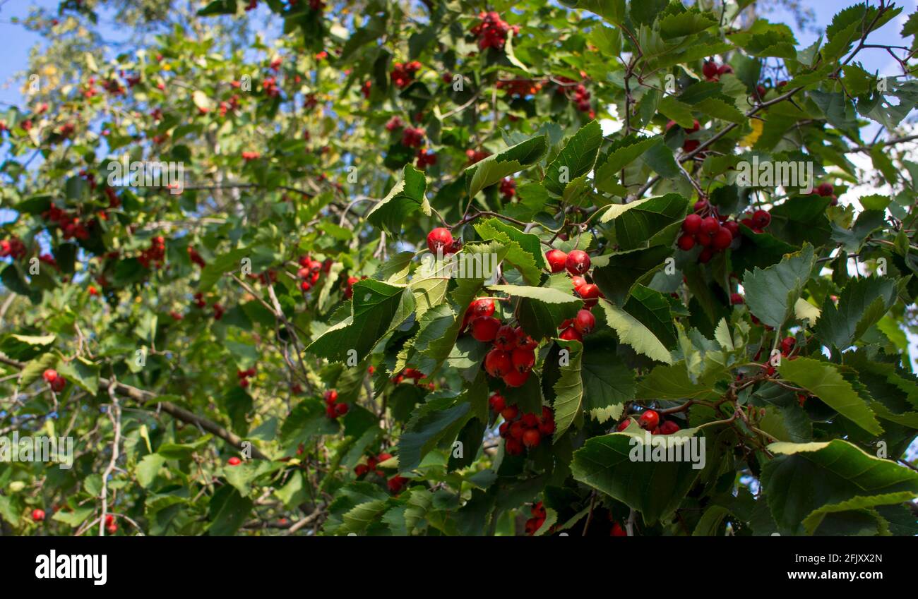 Hawthorn tree branches hi-res stock photography and images - Alamy