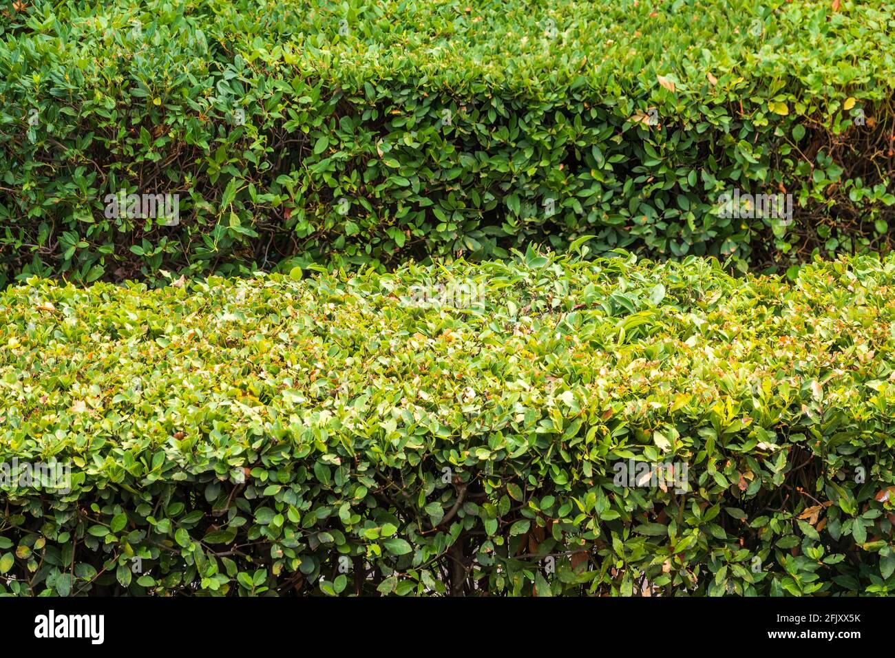 Neatly trimmed bushes in the summer or autumn park. Nature background ...