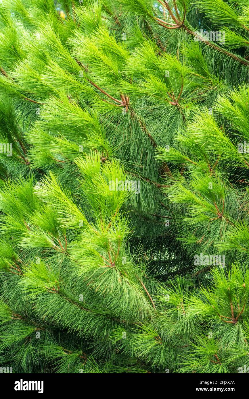 Closeup photo of green needle pine tree. Small pine cones at the end of ...