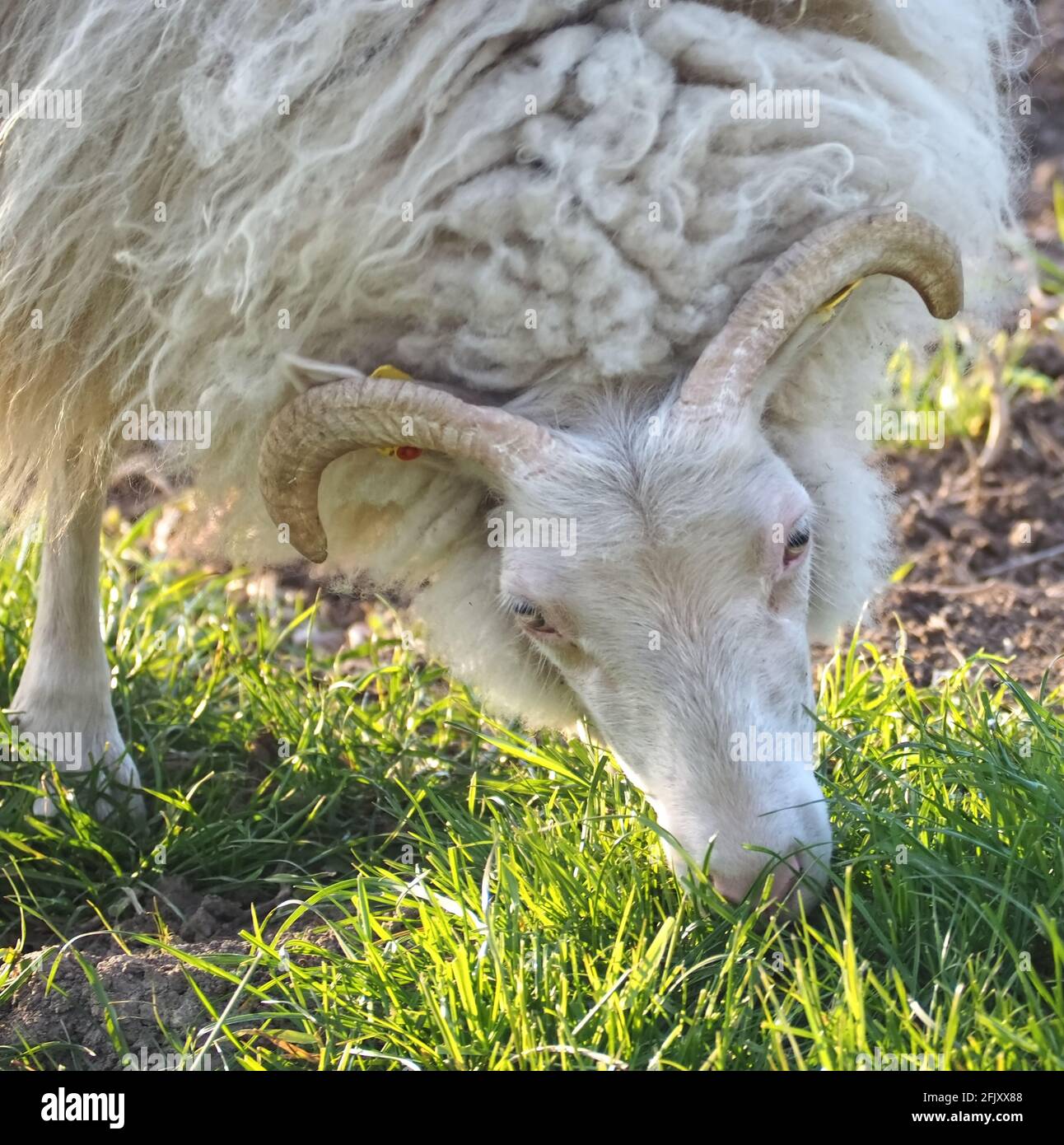 Isolated white aries sheep with horns and long wool Stock Photo - Alamy