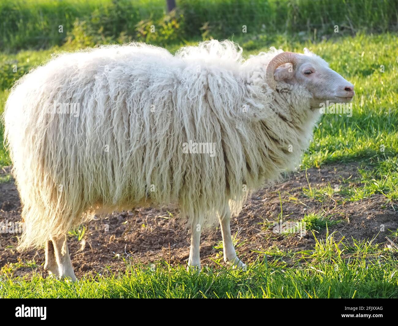 Isolated white aries sheep with horns and long wool Stock Photo - Alamy