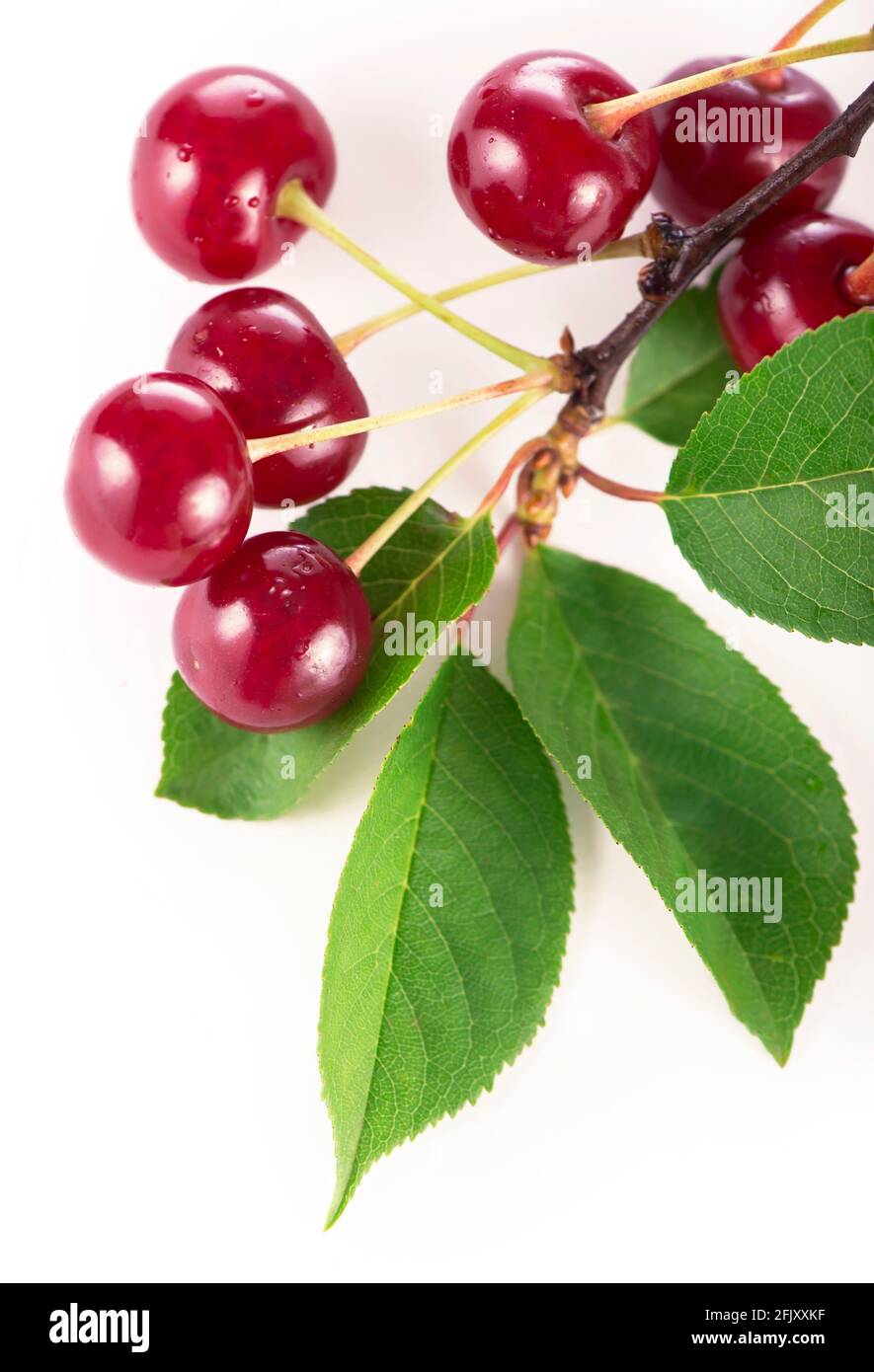 Ripe fresh red cherry isolated on white background. With clipping path ...