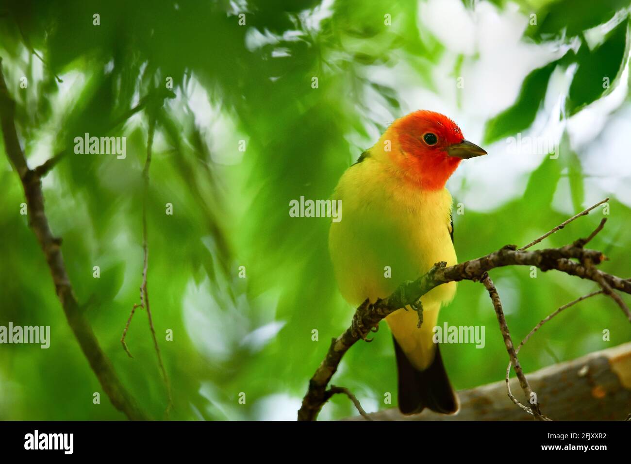 Black and yellow tanager hi-res stock photography and images - Alamy