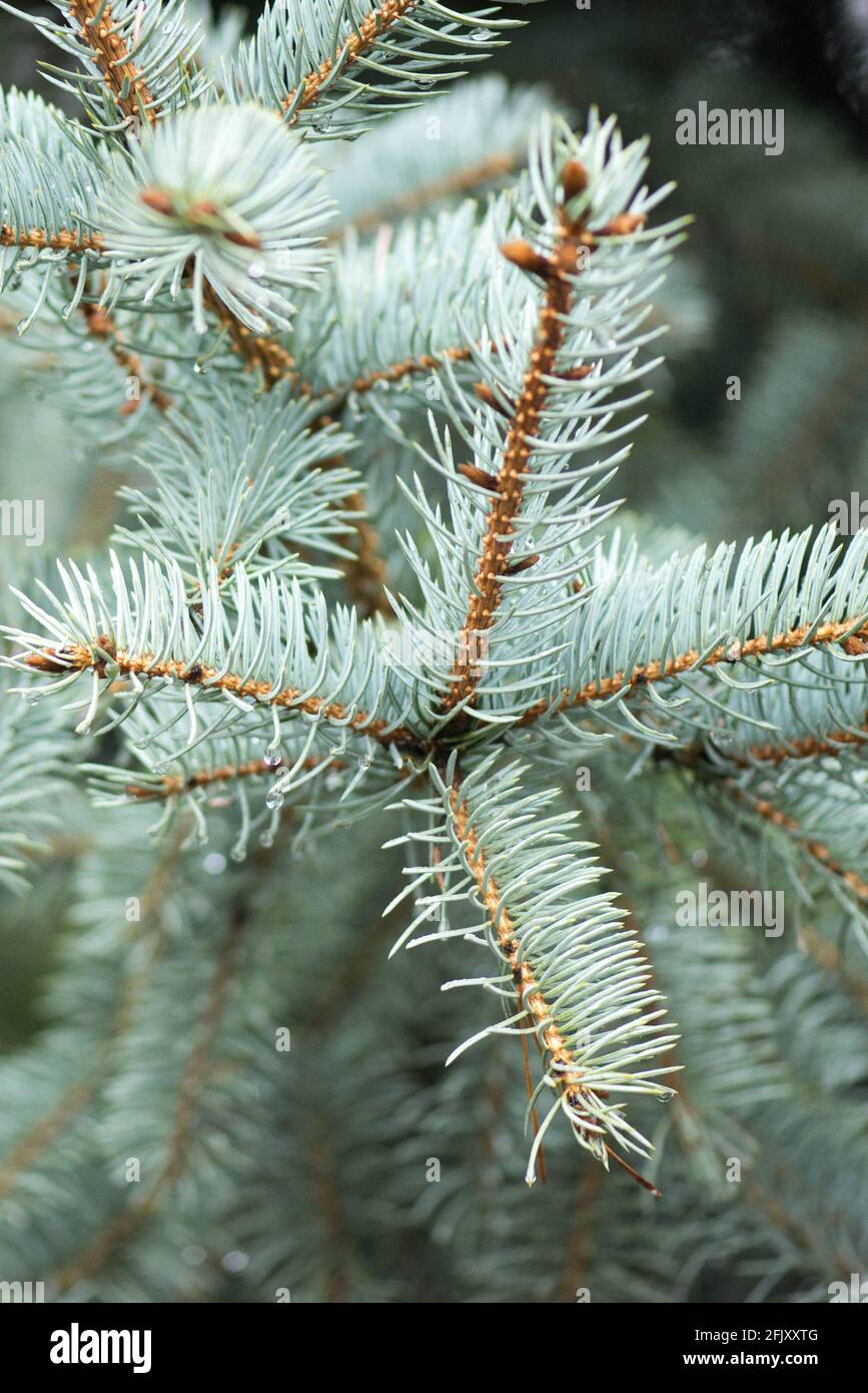 sprig of blue spruce with water drops from the rain in the park Stock ...