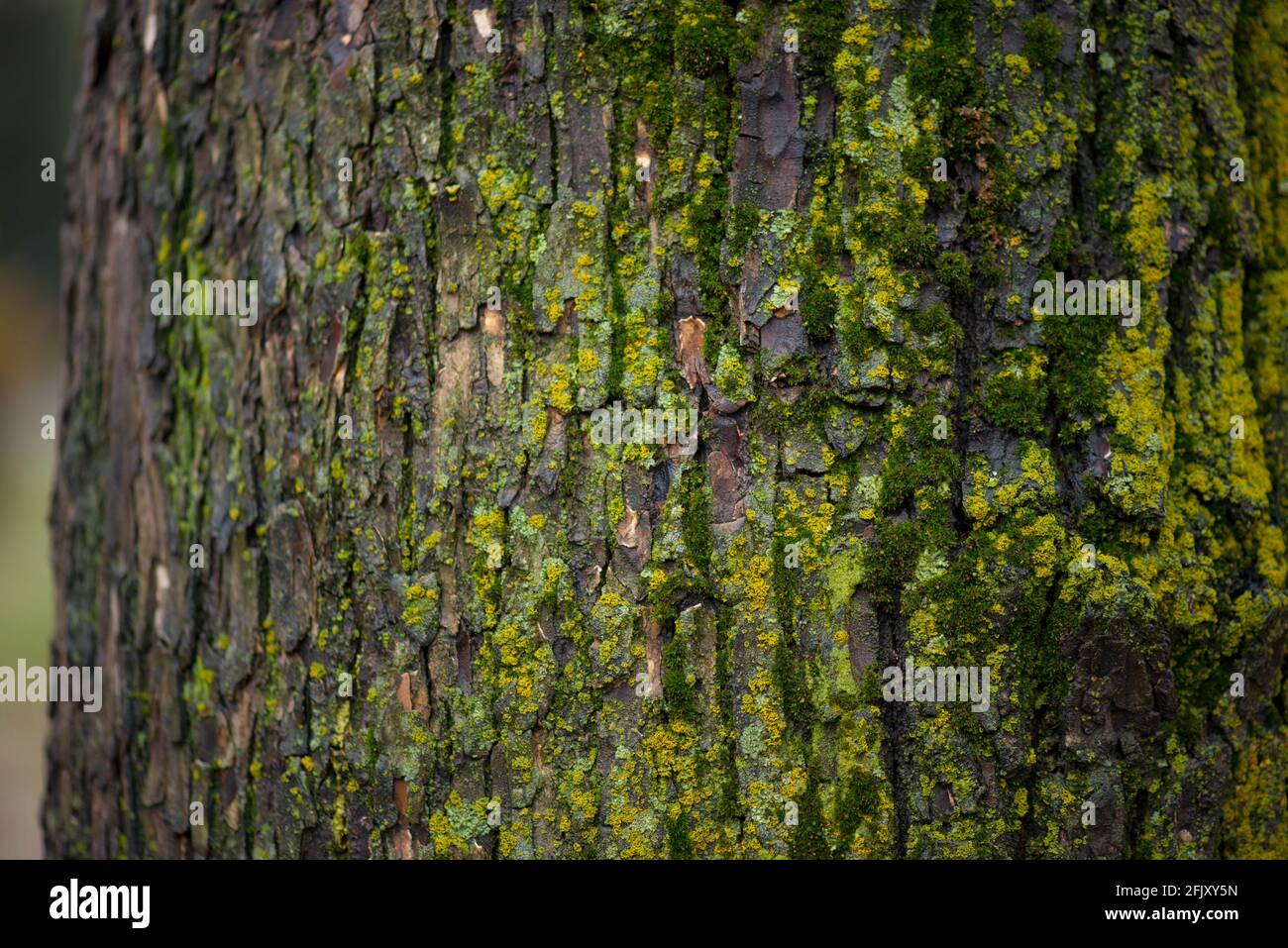 very beautiful texture of a tree covered with moss Stock Photo - Alamy