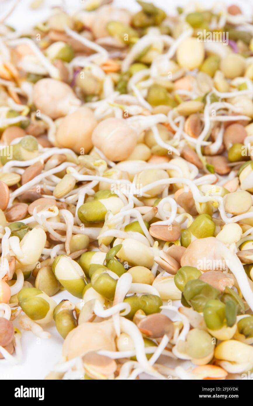 Lentils and chickpeas healthy sprouts containing natural vitamins and ...