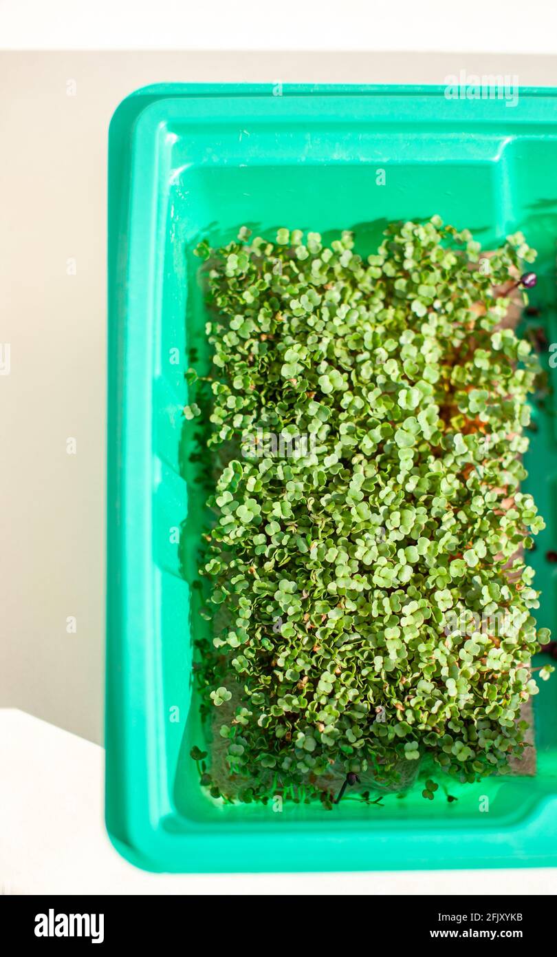 Micro vegetable basil hi-res stock photography and images - Alamy