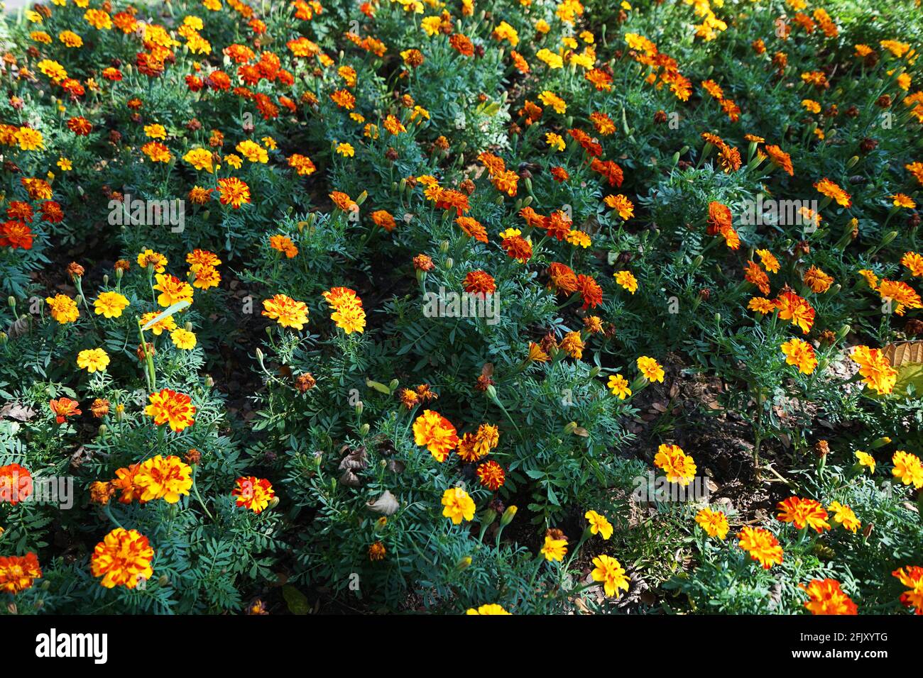 Yellow flower plantation and arrangement Stock Photo - Alamy