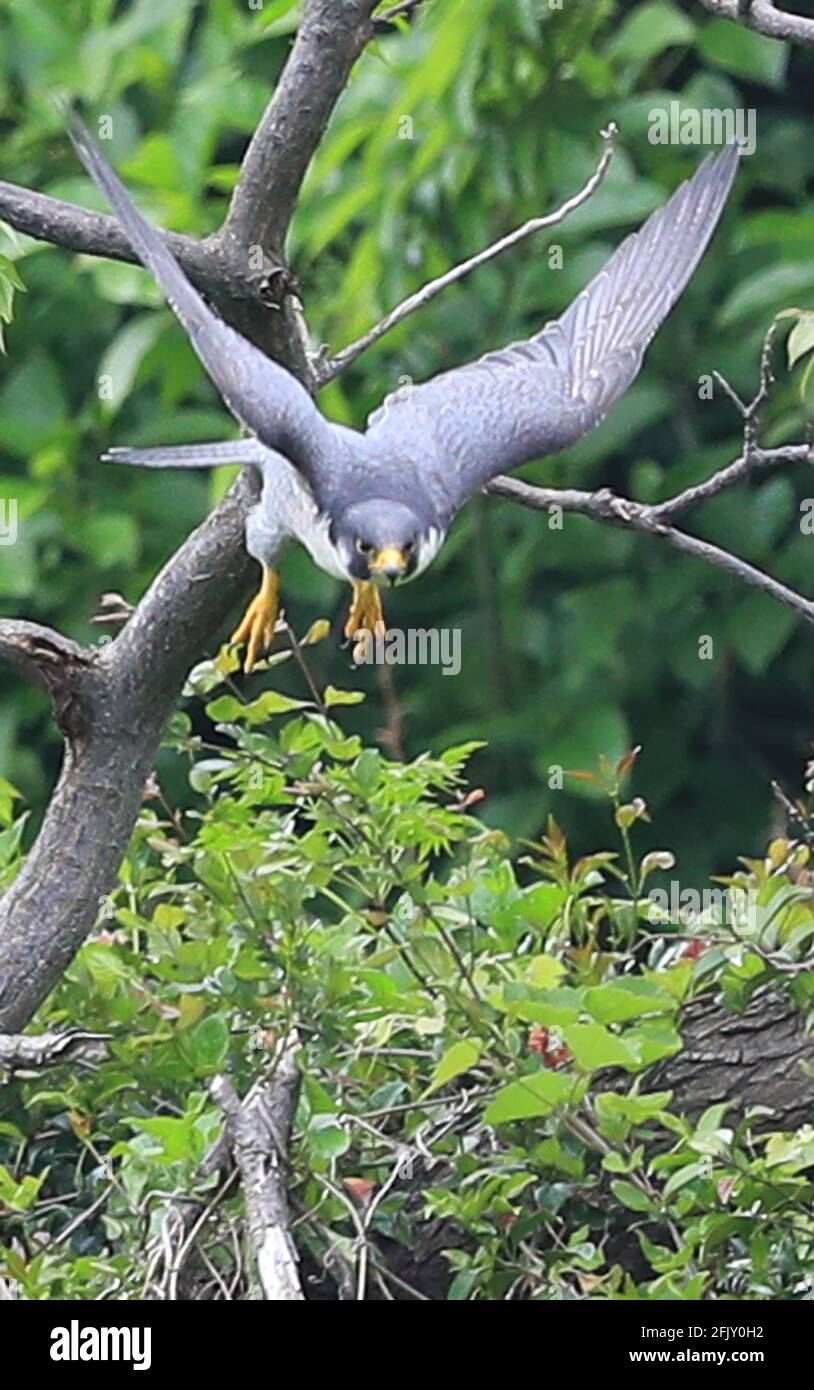 27th Apr, 2021. Endangered animal A hawk flies over a valley in the ...