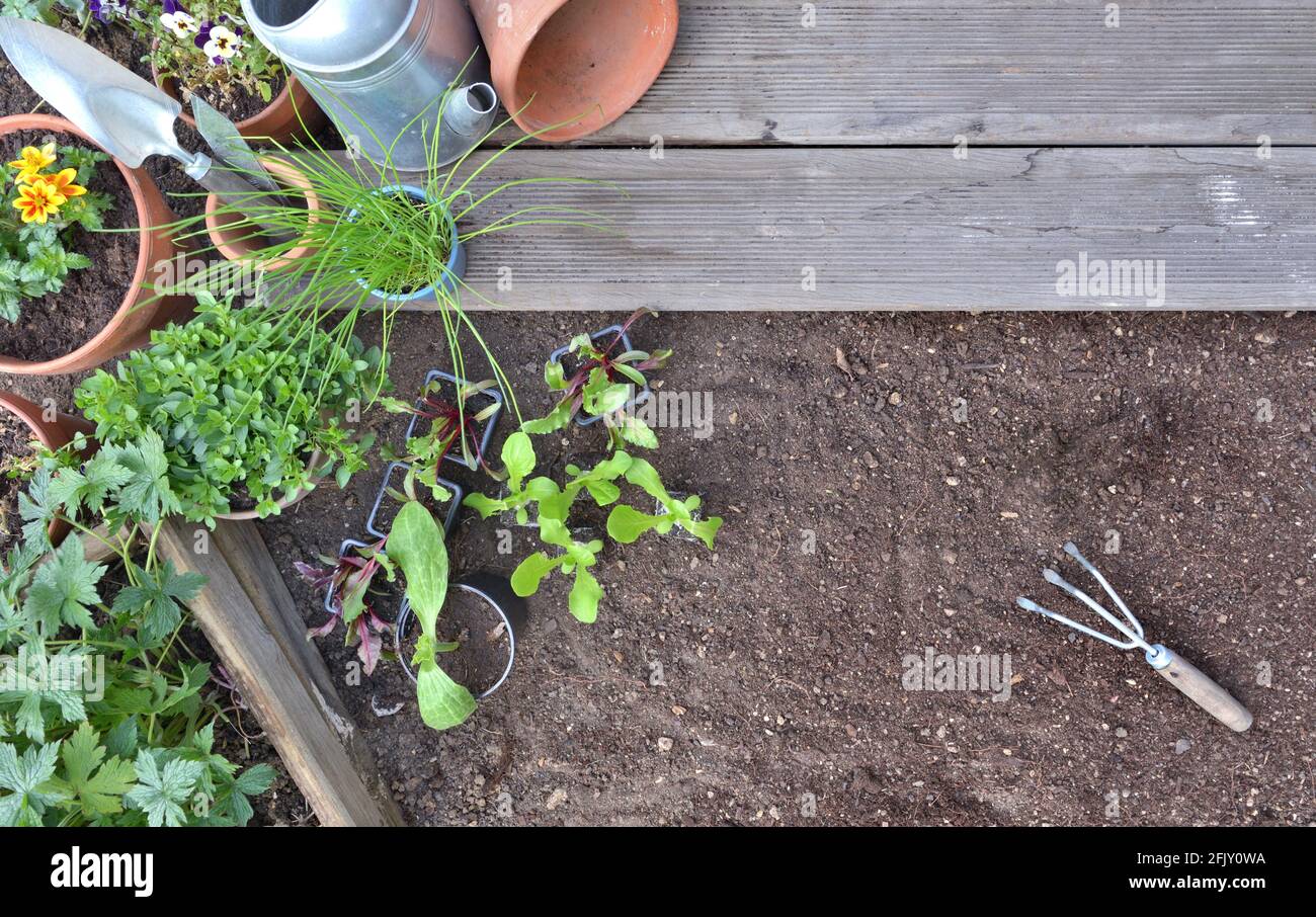 top view on vegetable seedlings and aromatic plant on the soil to be ...