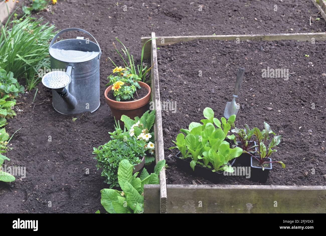 seedling of lettuce and beet in pot put on the soil in a square garden to be planted Stock Photo ...