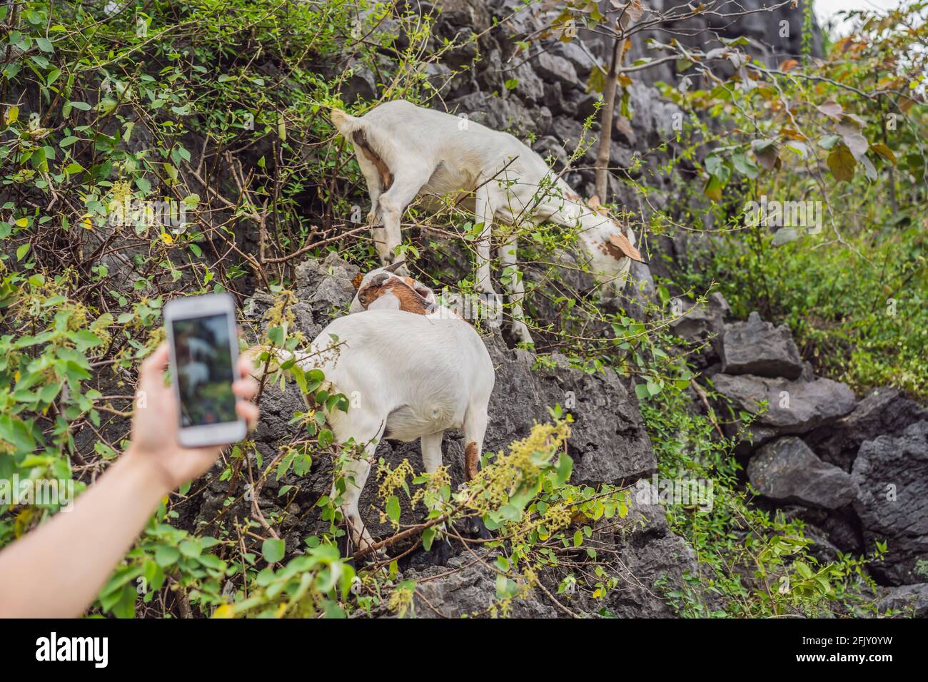 High alpine ram hi-res stock photography and images - Alamy