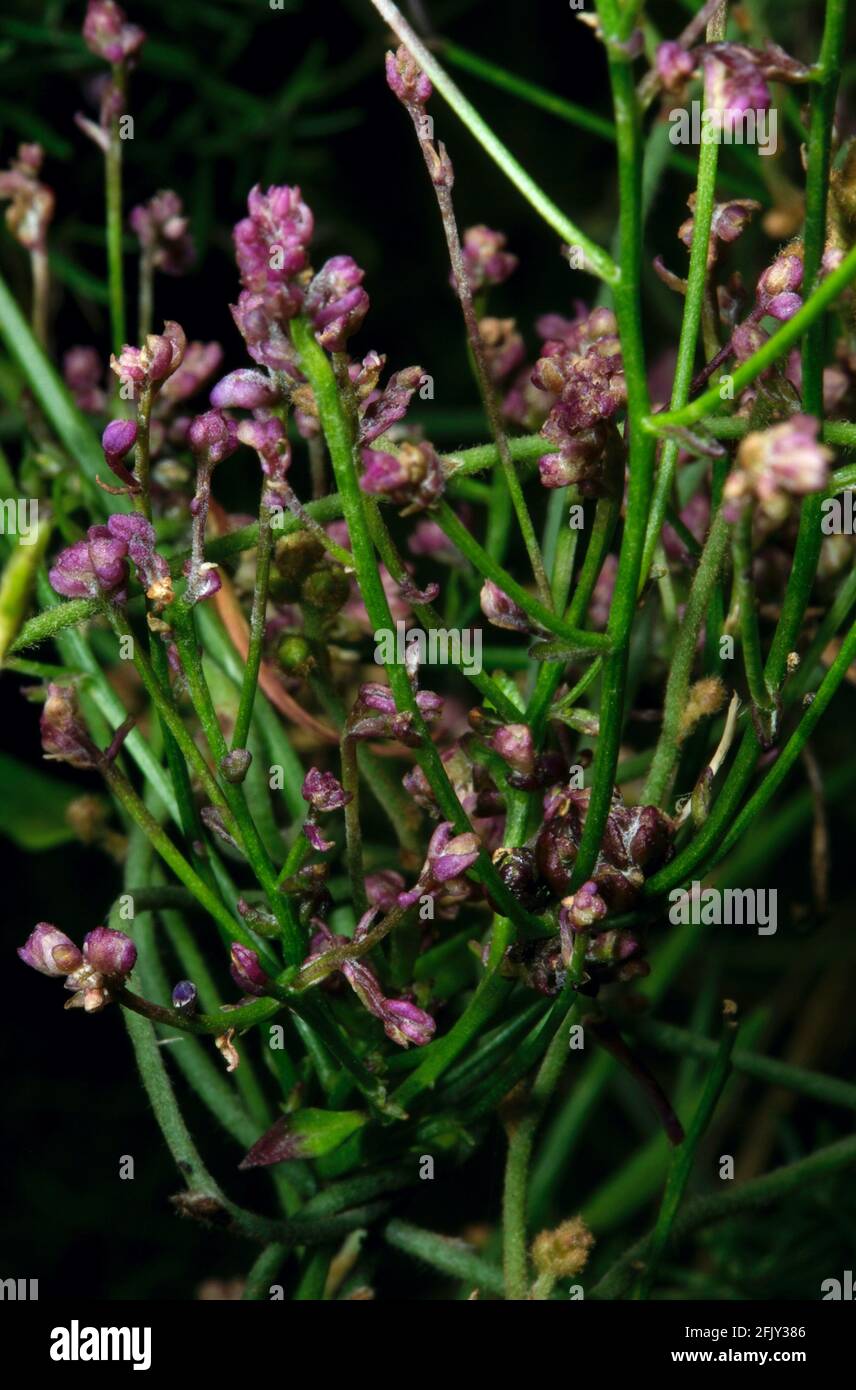 Cassytha glabella hi-res stock photography and images - Alamy