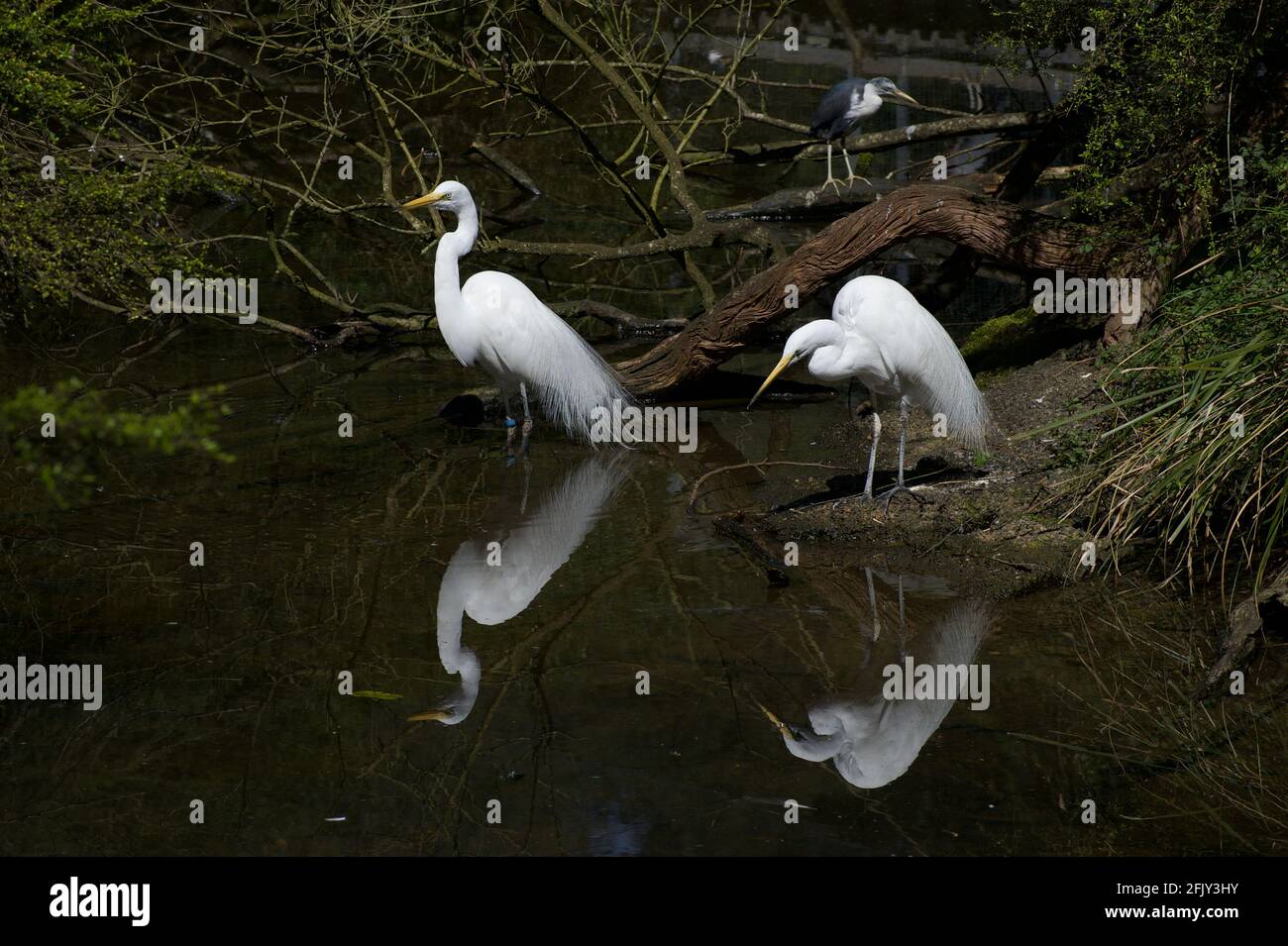 Australian egrets hi-res stock photography and images - Alamy