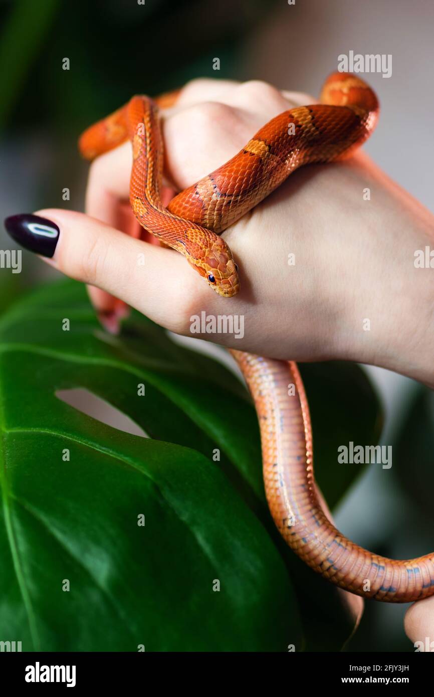 Corn snake wrapped around woman hand on green nature background. Exotic ...