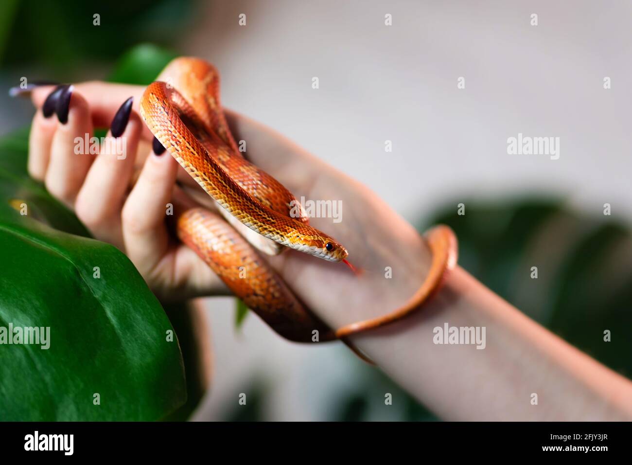 Corn snake wrapped around woman hand on green nature background. Exotic ...