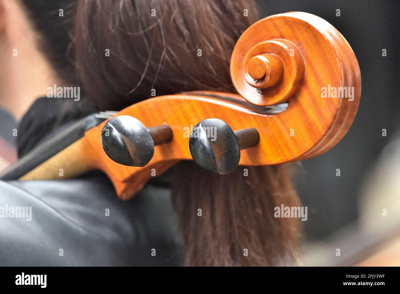 scroll cello with black pegs Stock Photo - Alamy