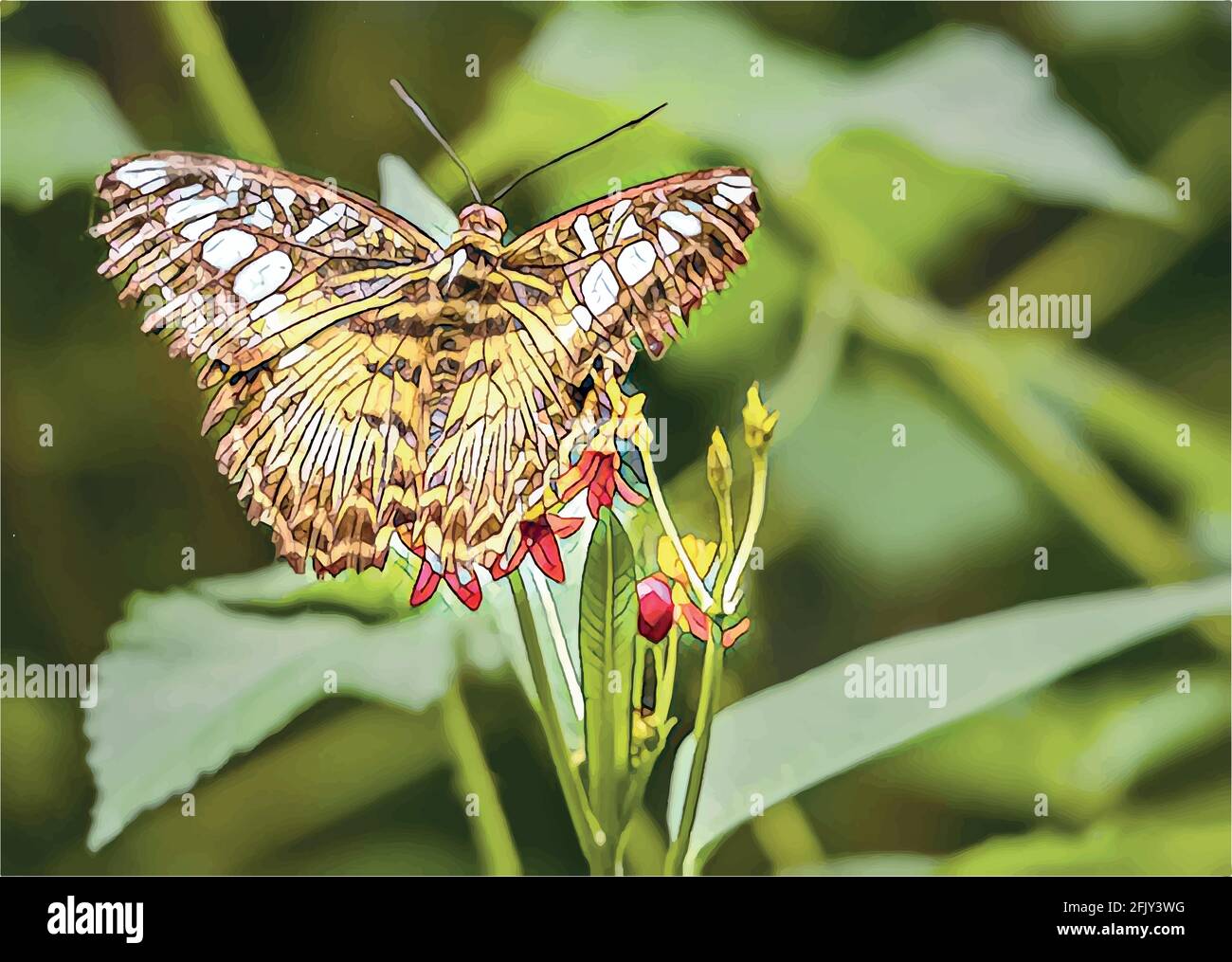 Butterfly wing close up Stock Vector Images - Alamy