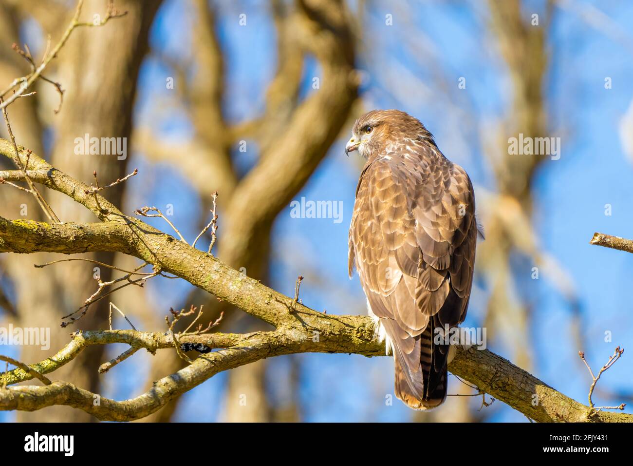Buzzard in the forest. Sitting on a branch of a deciduous tree in ...