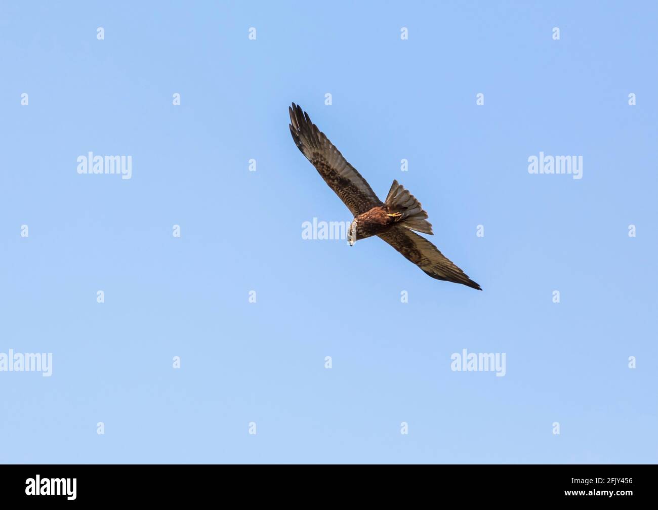 Beautiful bald eagle hawk hi-res stock photography and images - Alamy