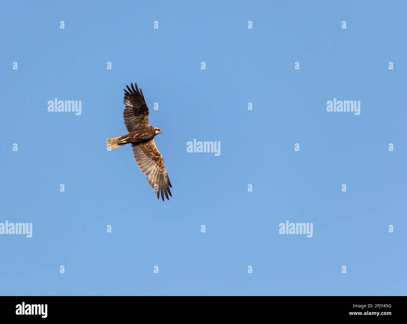 Black and white eagle heaven hi-res stock photography and images - Alamy