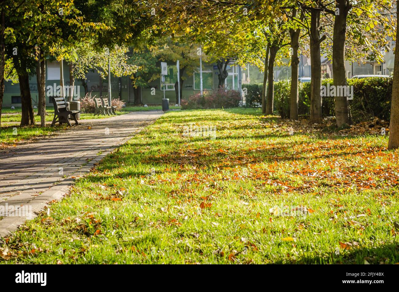 Autumn trees in one of the parks in the city of Novi Sad - Serbia Stock ...