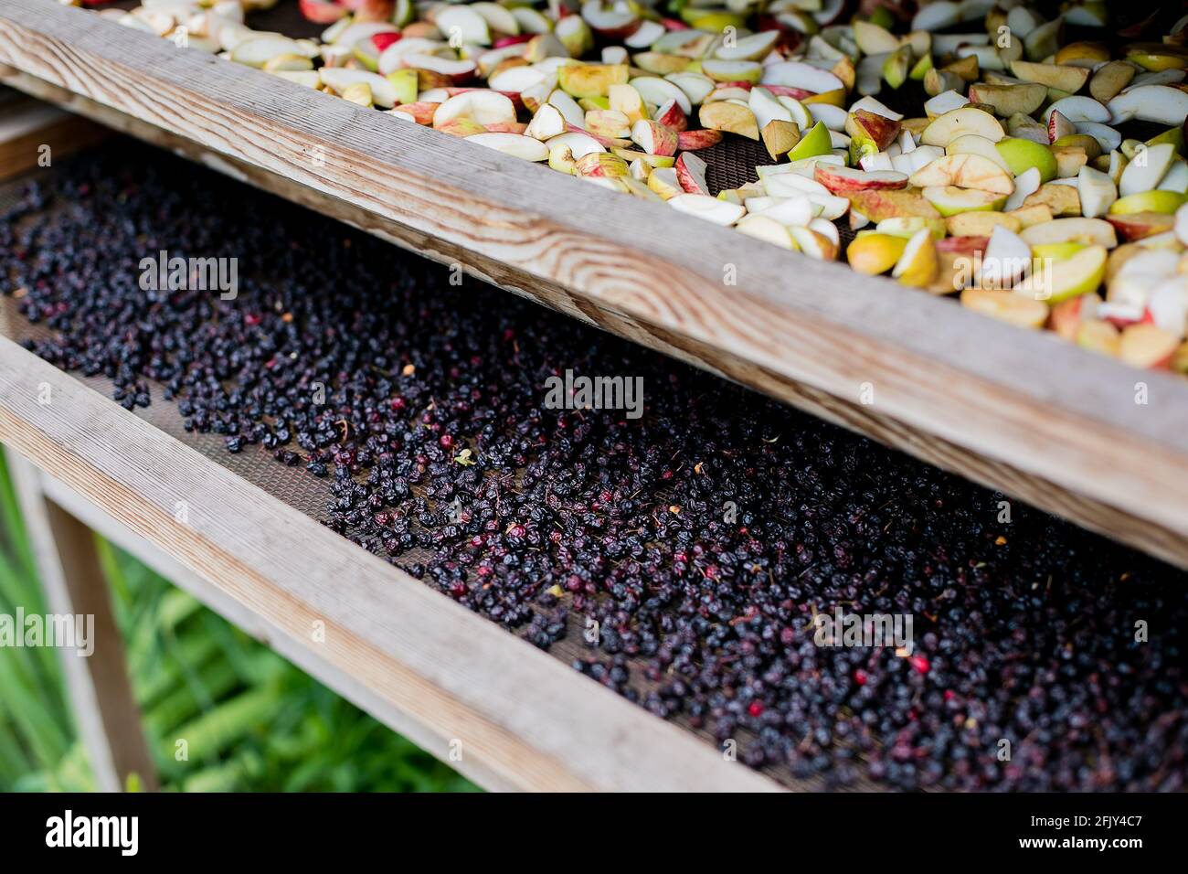 Organic dry apples and berry. Homemade process of drying fruits Stock ...