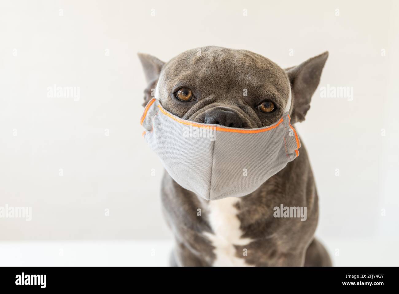 Cute french bulldog wearing a respirator face mask at the Veterinarian ...