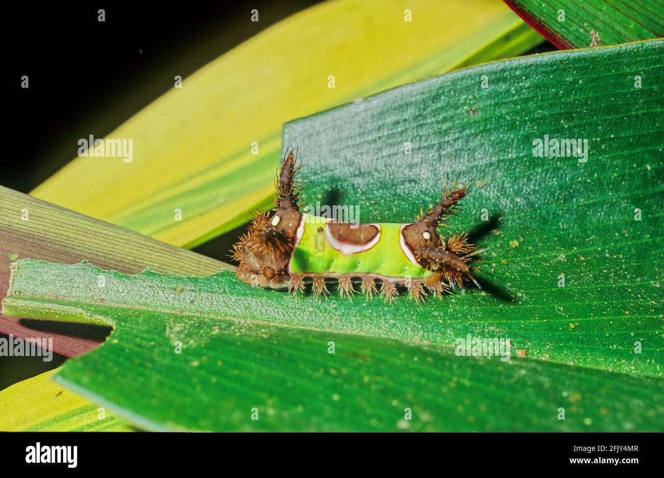 The saddleback caterpillar (Acharia stimulea, formerly Sibine stimulea ...