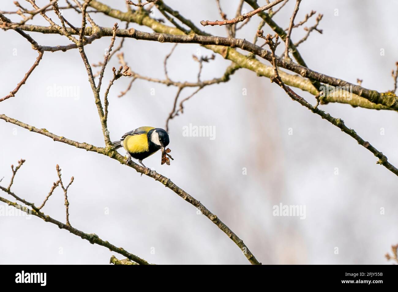 Great tit, Parus major, black and yellow passerine bird sitting on a ...