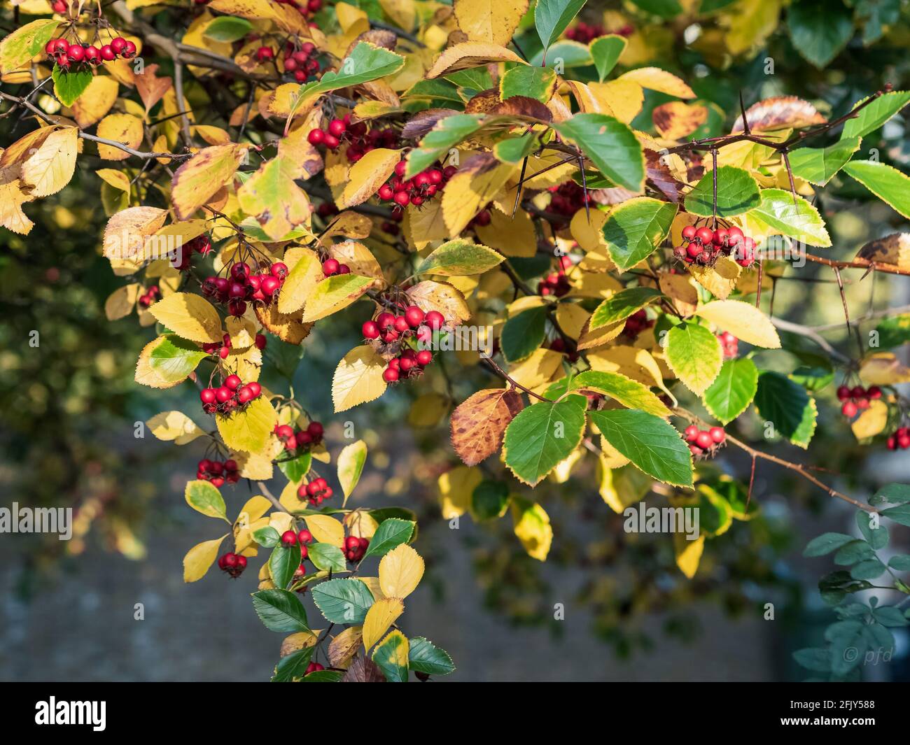 Redberries hi-res stock photography and images - Alamy