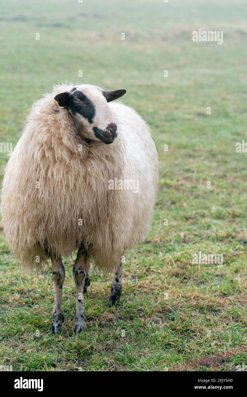 One sheep in the mist. The sheep looks into the camera, detail shot, in ...
