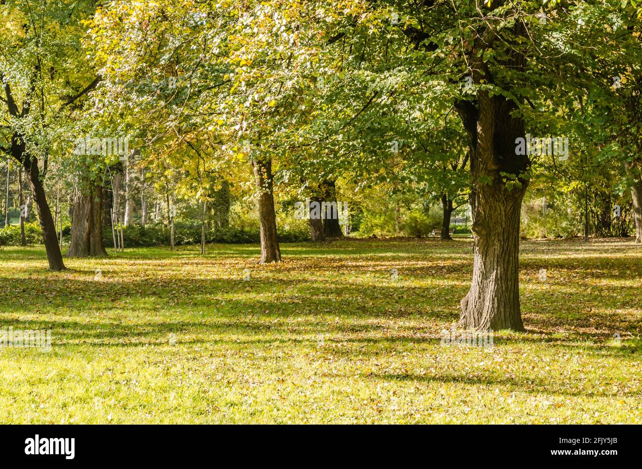 Autumn trees in one of the parks in the city of Novi Sad - Serbia Stock ...