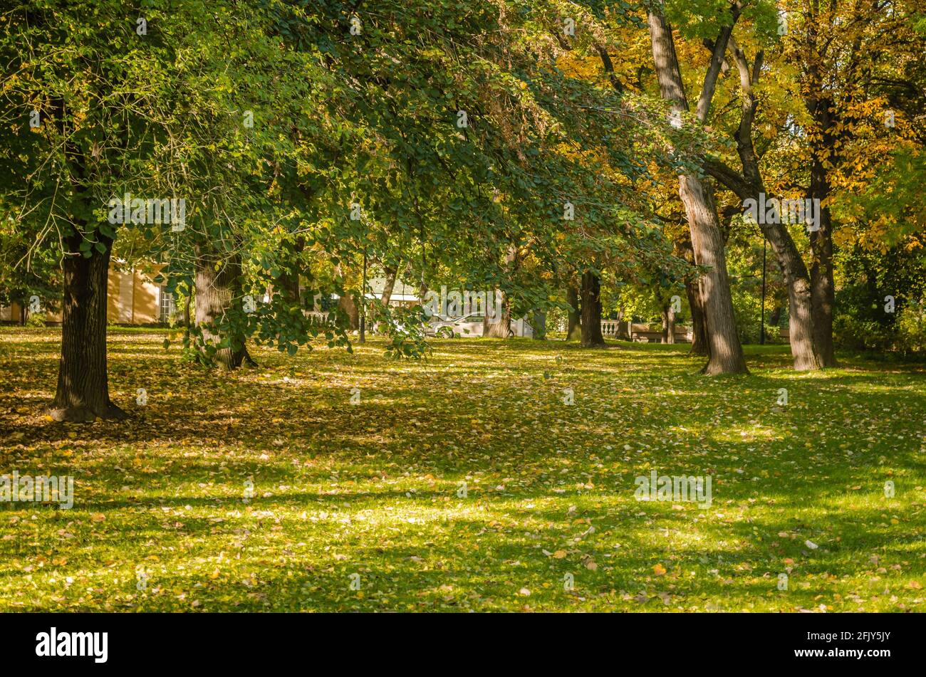 Autumn trees in one of the parks in the city of Novi Sad - Serbia Stock ...