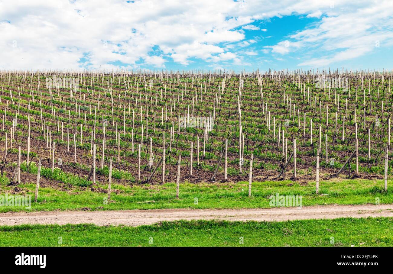 Vineyard plantation landscape. Farm land Stock Photo - Alamy
