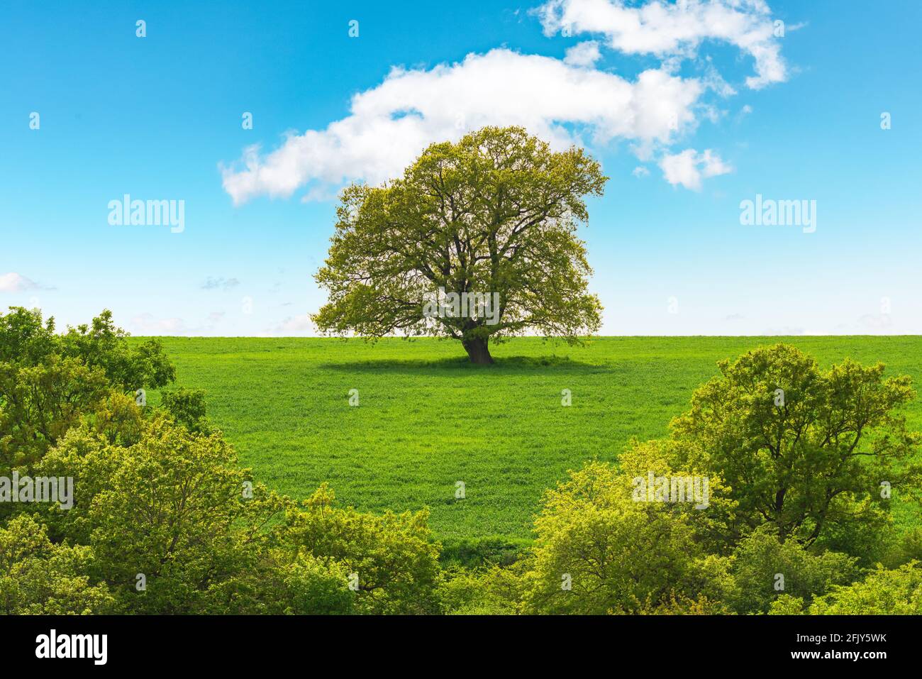 Wheat field oak tree hi-res stock photography and images - Alamy