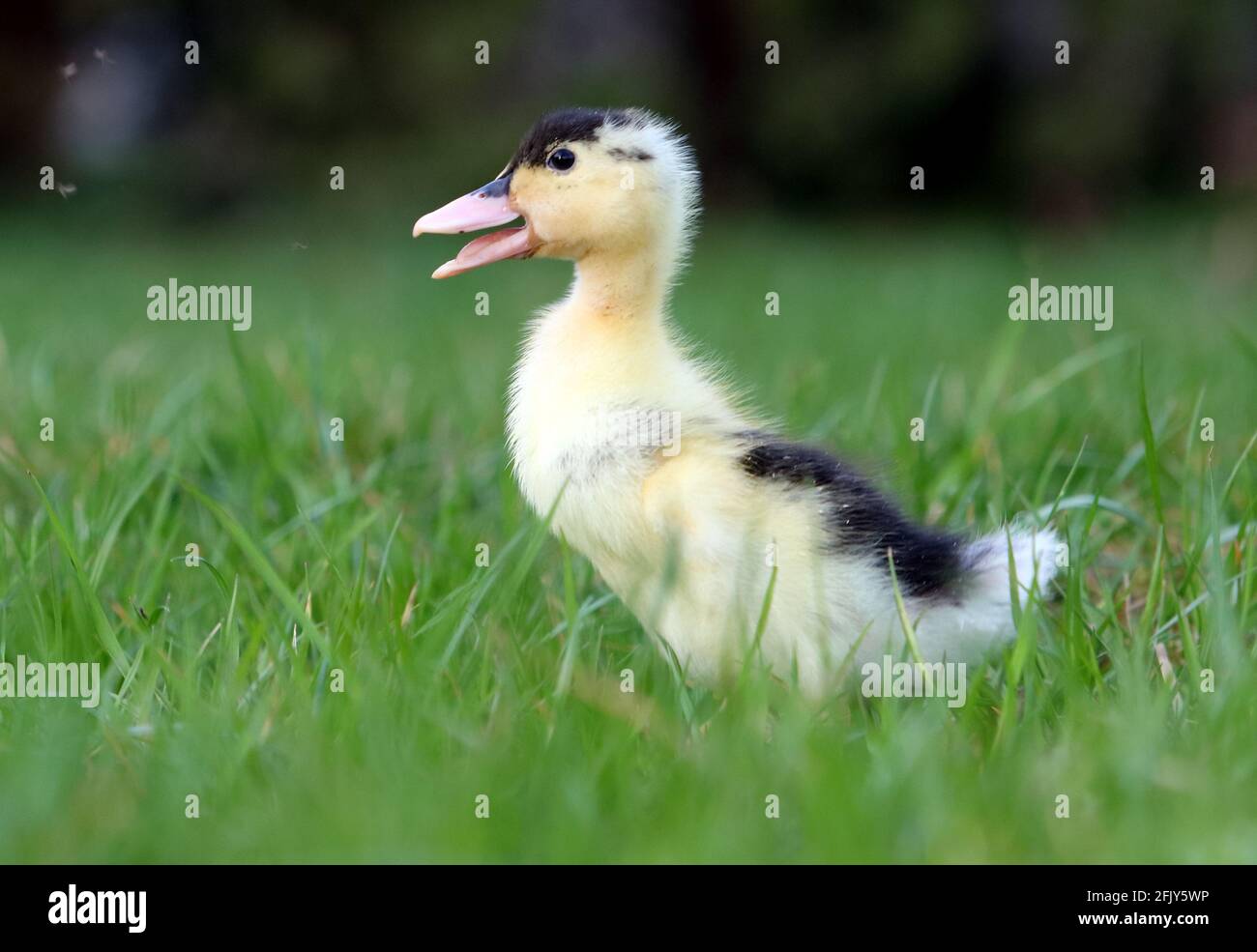 Cute small fluffy duckling outdoor. Yellow baby duck bird on spring ...