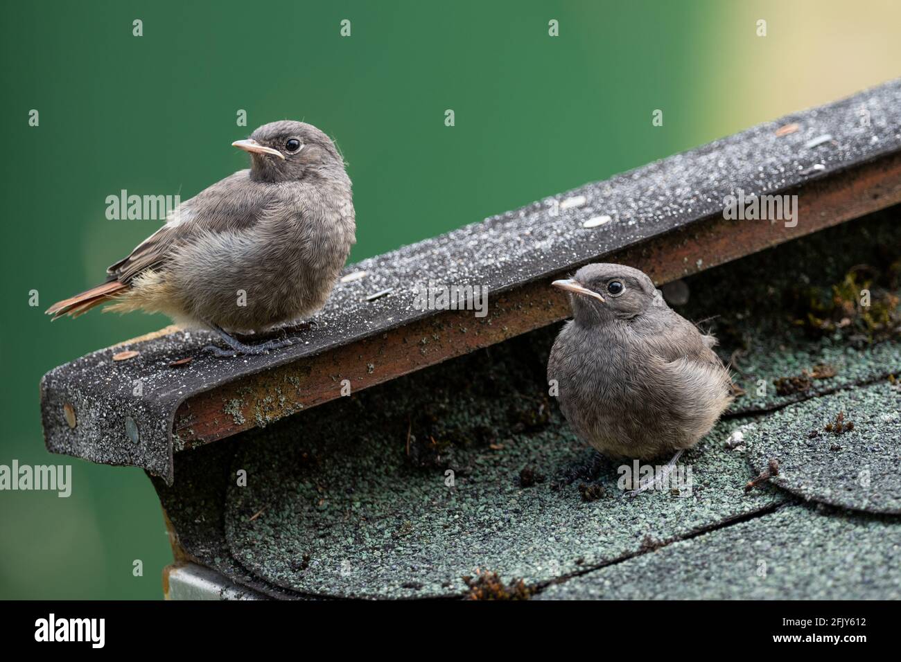 Young birds fledglings learn to fly Stock Photo - Alamy