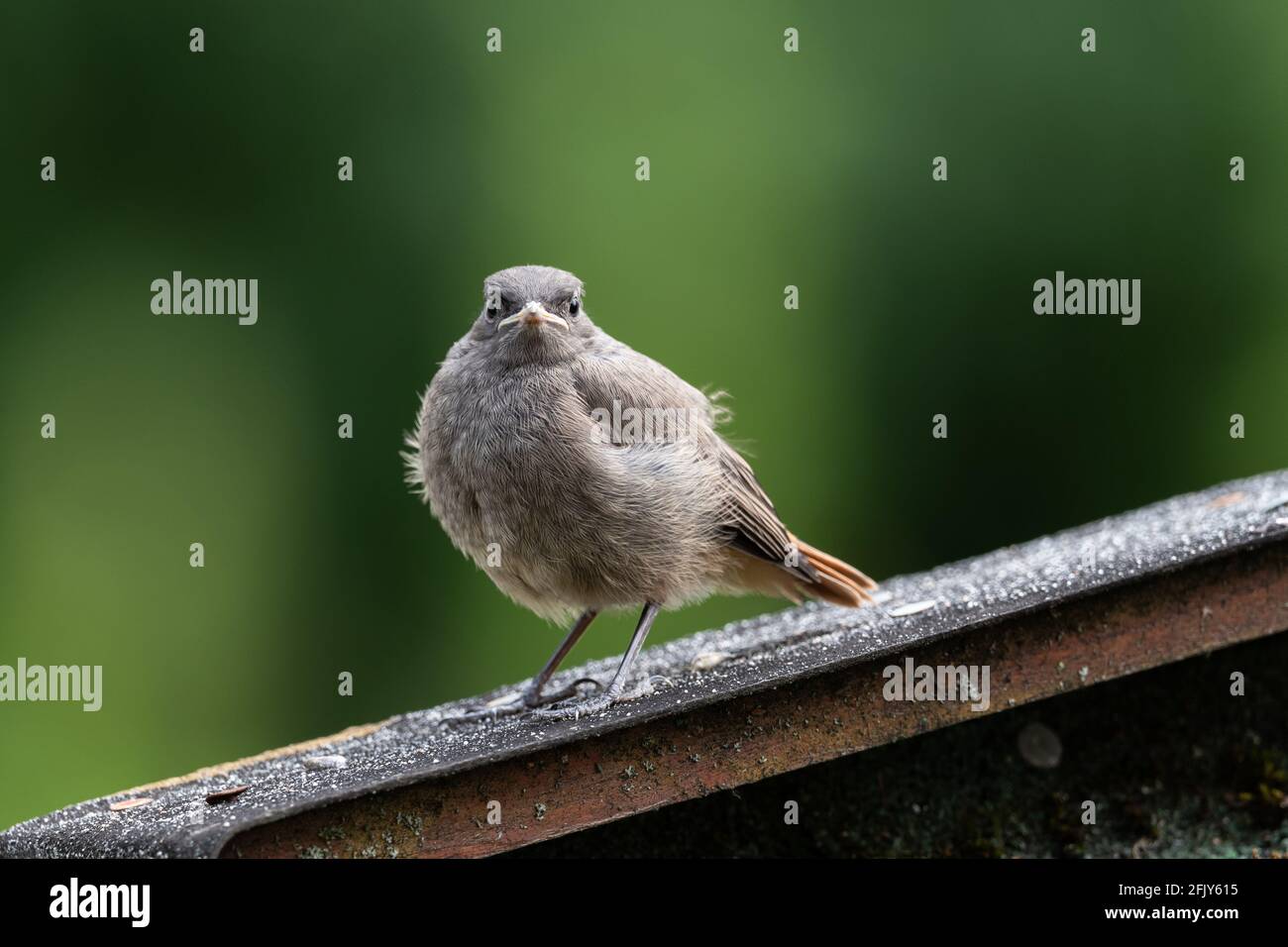 Learn to fly hi-res stock photography and images - Alamy