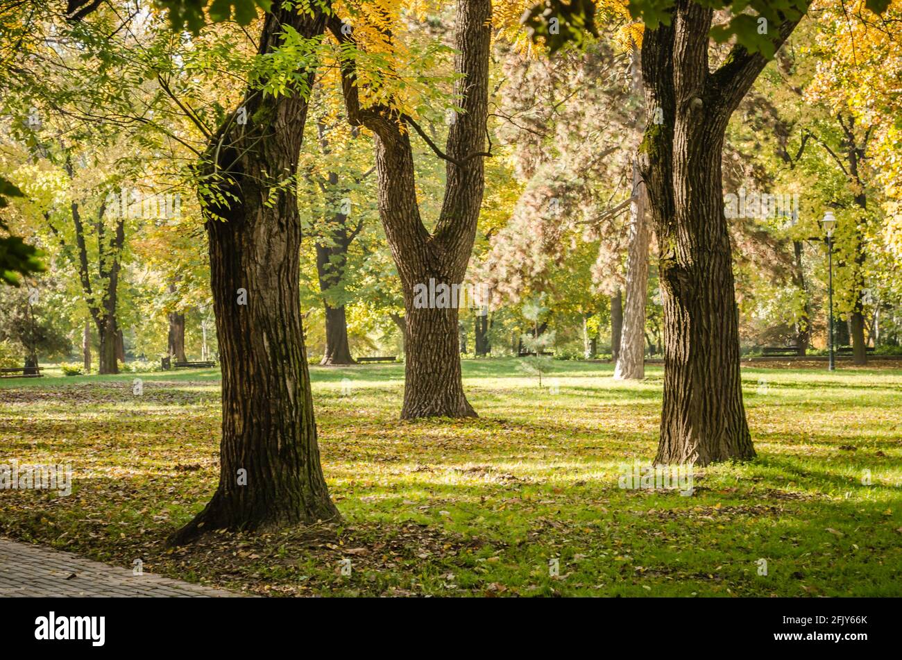Autumn trees in one of the parks in the city of Novi Sad - Serbia Stock ...