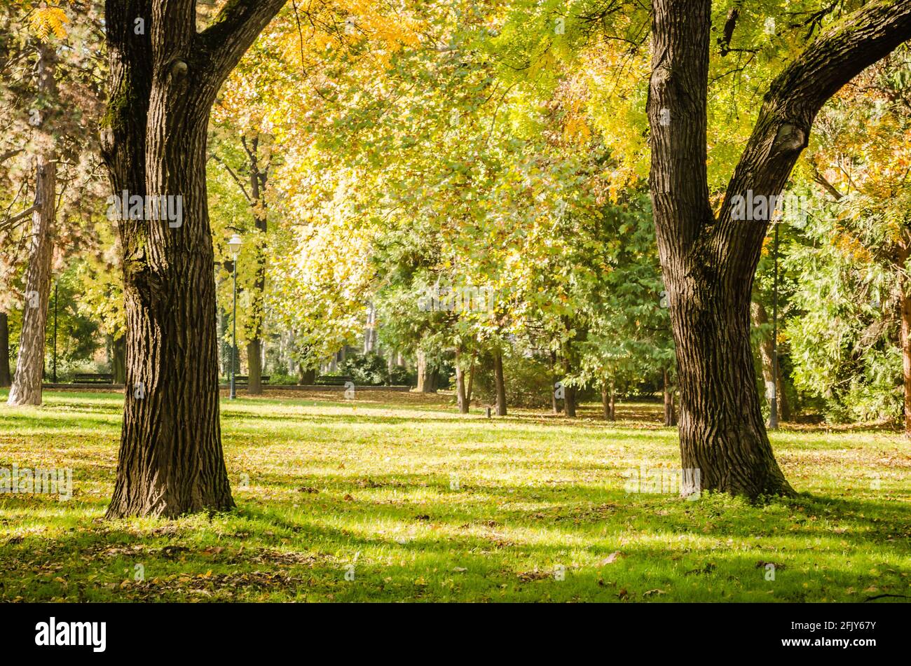 Autumn trees in one of the parks in the city of Novi Sad - Serbia Stock ...